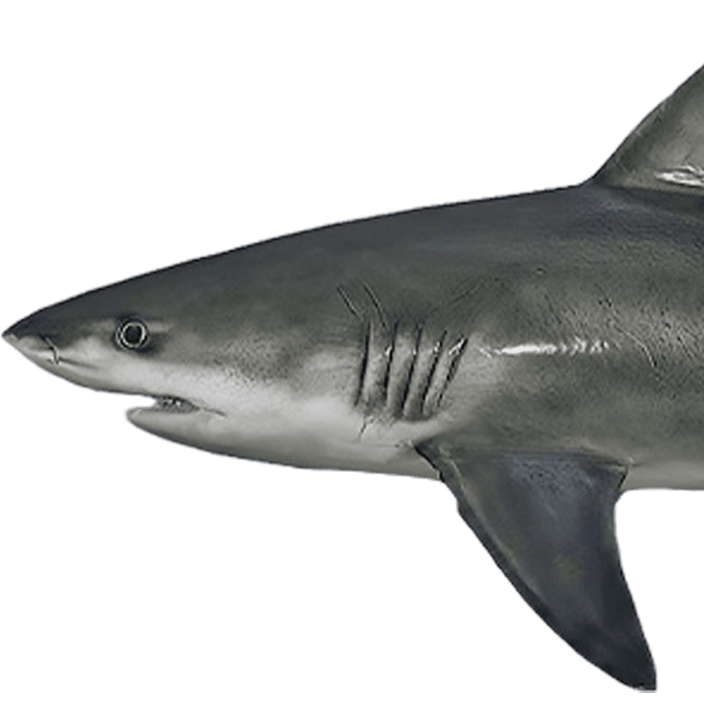 BoomStick030's Bull Shark - 1,857.49 lbs | GONE Fishing