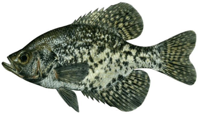 HappyInDistress's Crappie - 1.75 lbs | GONE Fishing