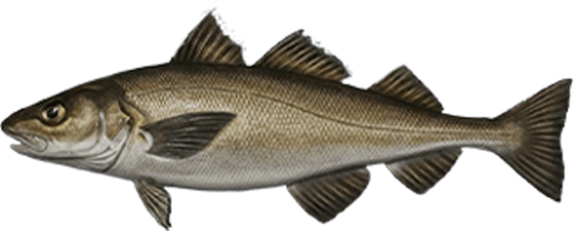 [AK]-47's Haddock - 4.94 lbs | GONE Fishing