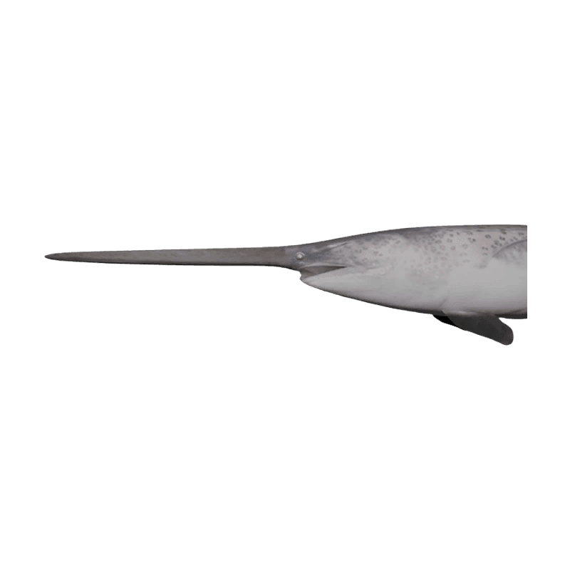 DeceptiveBrownie's Paddlefish - 53.02 lbs | GONE Fishing
