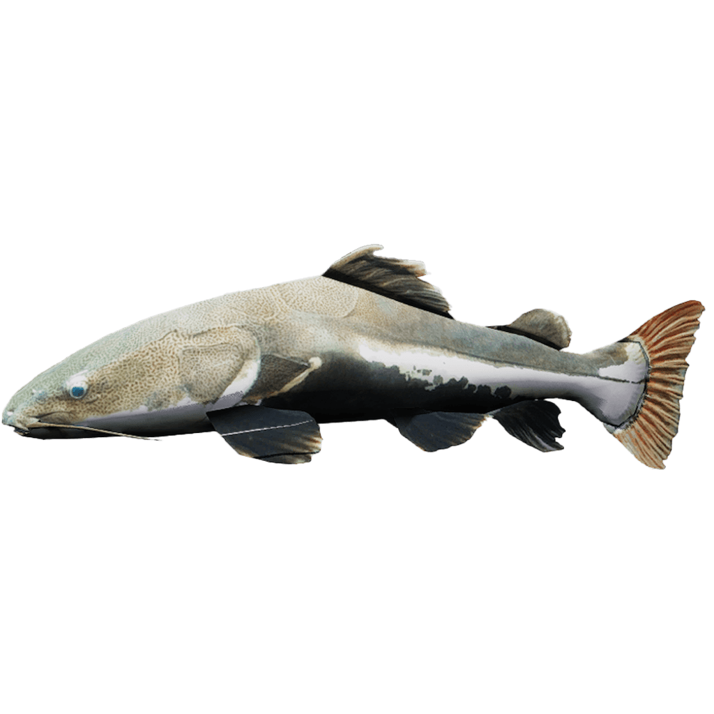 SosyGitlery's Redtail Catfish - 93.32 lbs | GONE Fishing