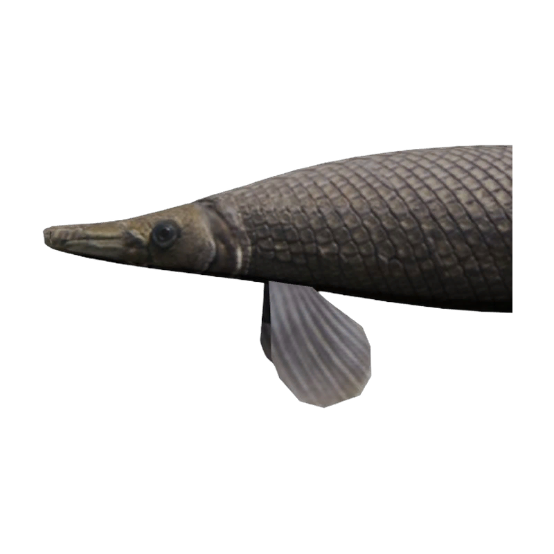 BERK's Alligator Gar - 490.35 lbs | GONE Fishing