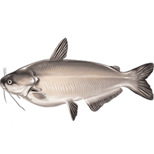 Majin Vegeta's Blue Catfish - 21.56 lbs | GONE Fishing