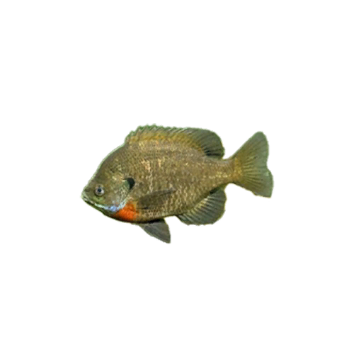 aMildAchilles's Blue Gill - 2.19 lbs | GONE Fishing