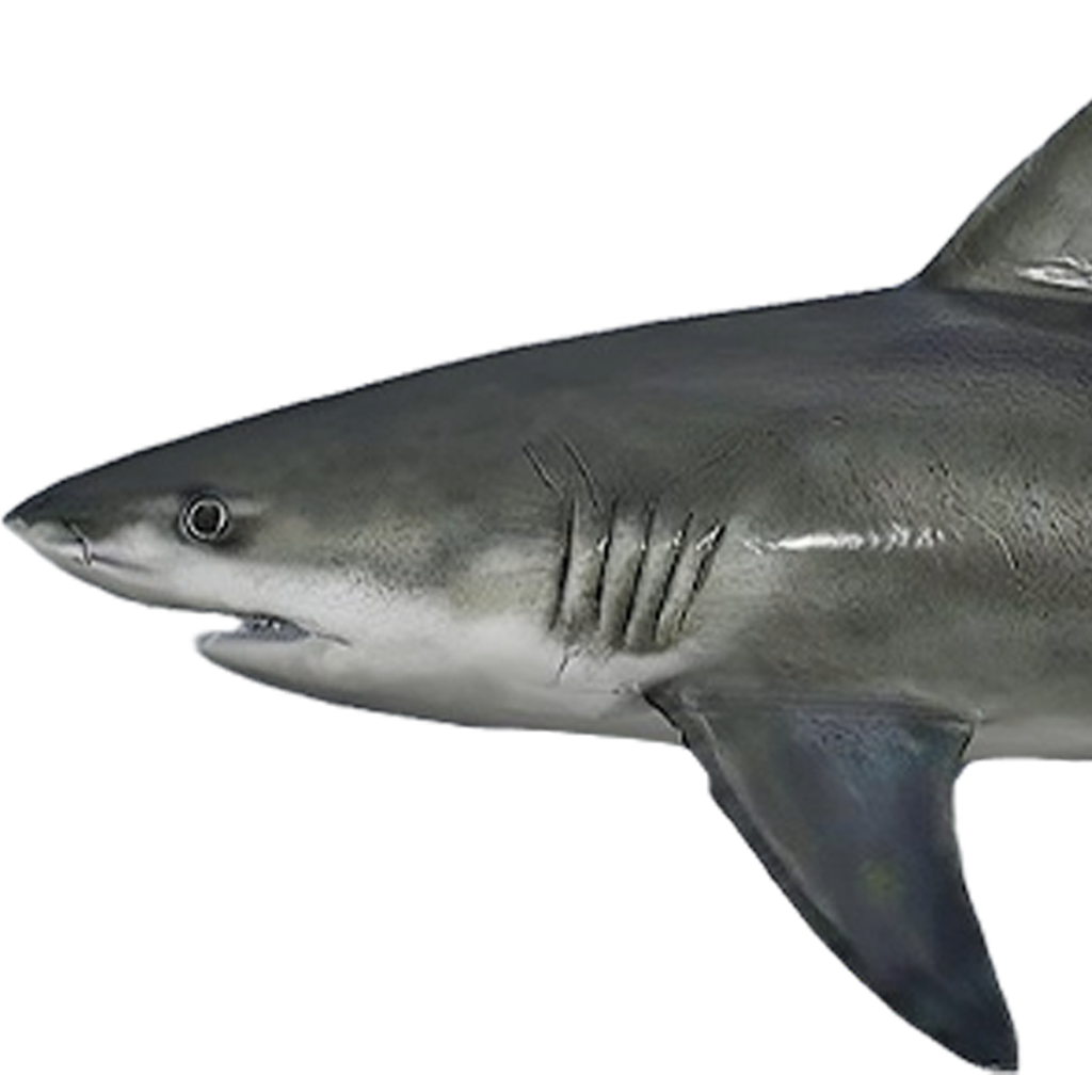 BoomStick030's Bull Shark - 1,857.49 lbs | GONE Fishing