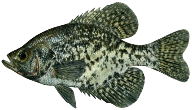 Gumbo Fudgehill's Crappie - 2.79 lbs | GONE Fishing