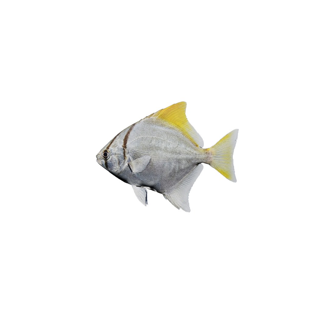 nbocock20's Silver Mono - 0.060 lbs | GONE Fishing